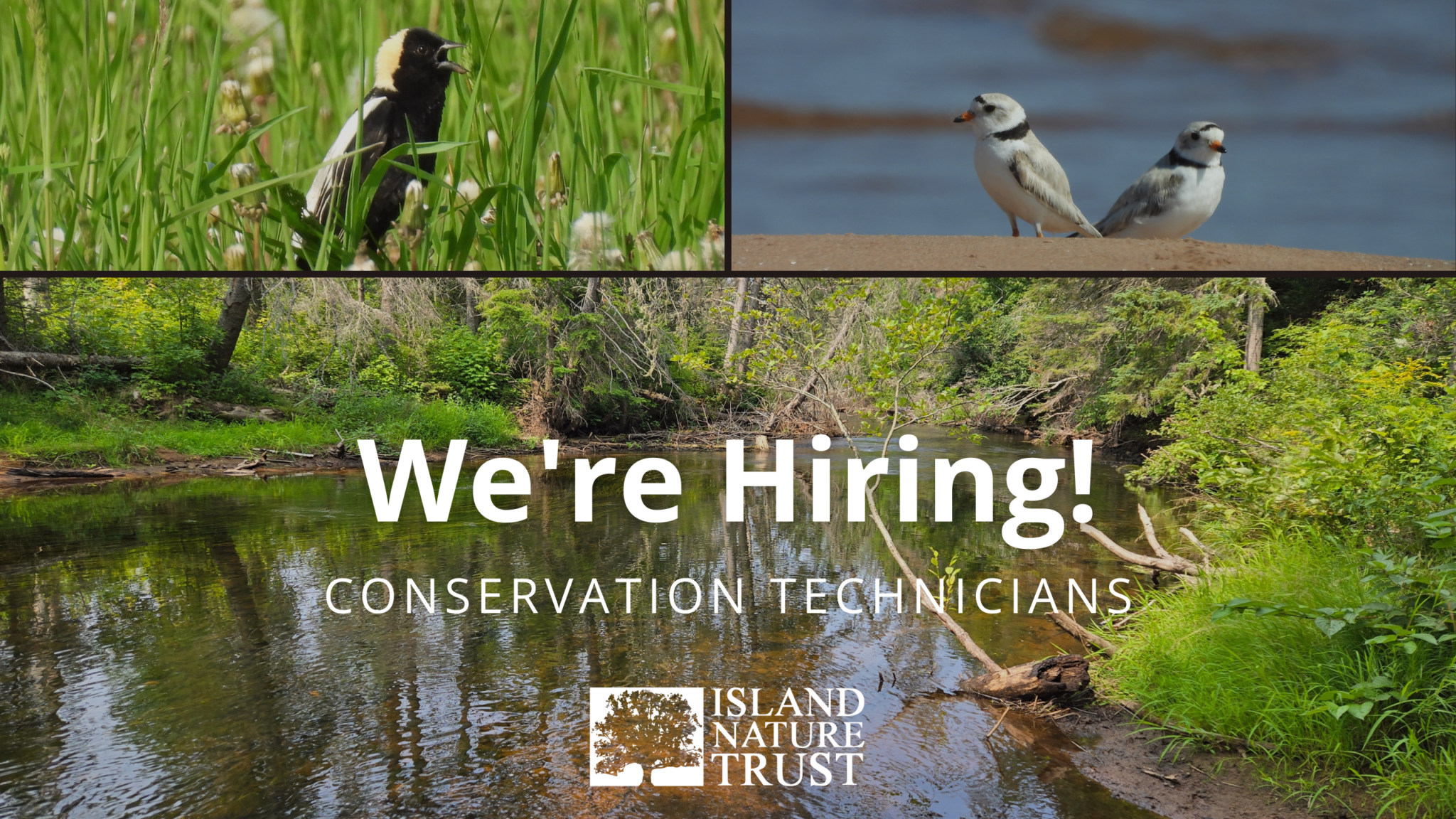 Work With Us - INT: Island Nature Trust