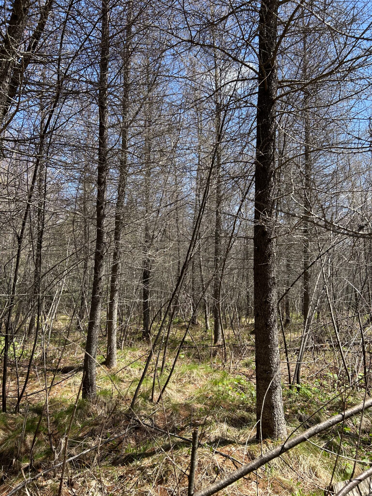 Jumpstarting Forest Regeneration - INT: Island Nature Trust